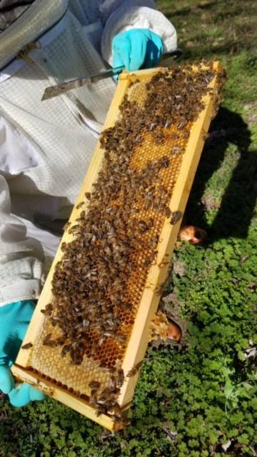 Bee Gardens – Renaissance Farmstead