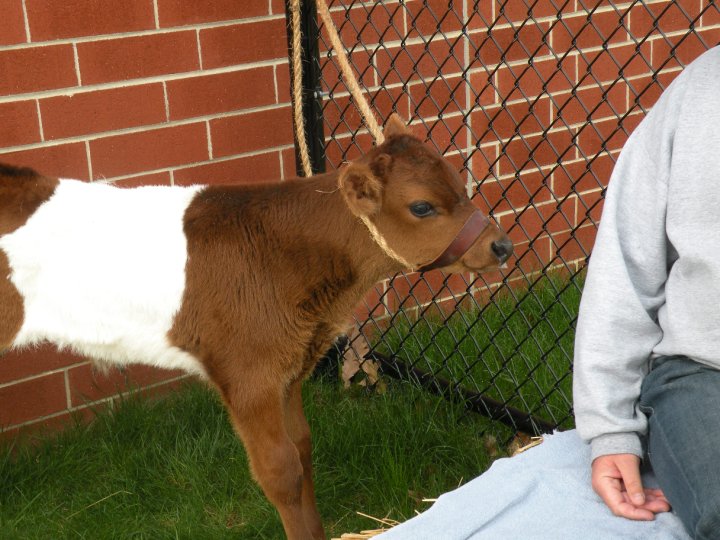 Buying Livestock – A Guide for Newbies – Renaissance Farmstead