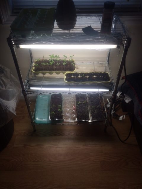 DIY Seed Starting Shelf – Renaissance Farmstead