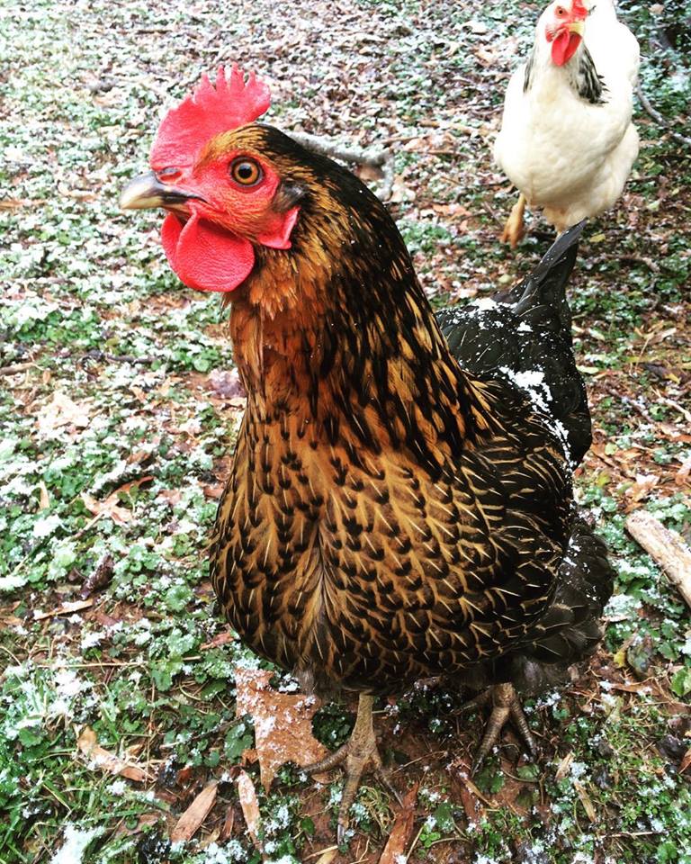 Free Range Chickens – Renaissance Farmstead