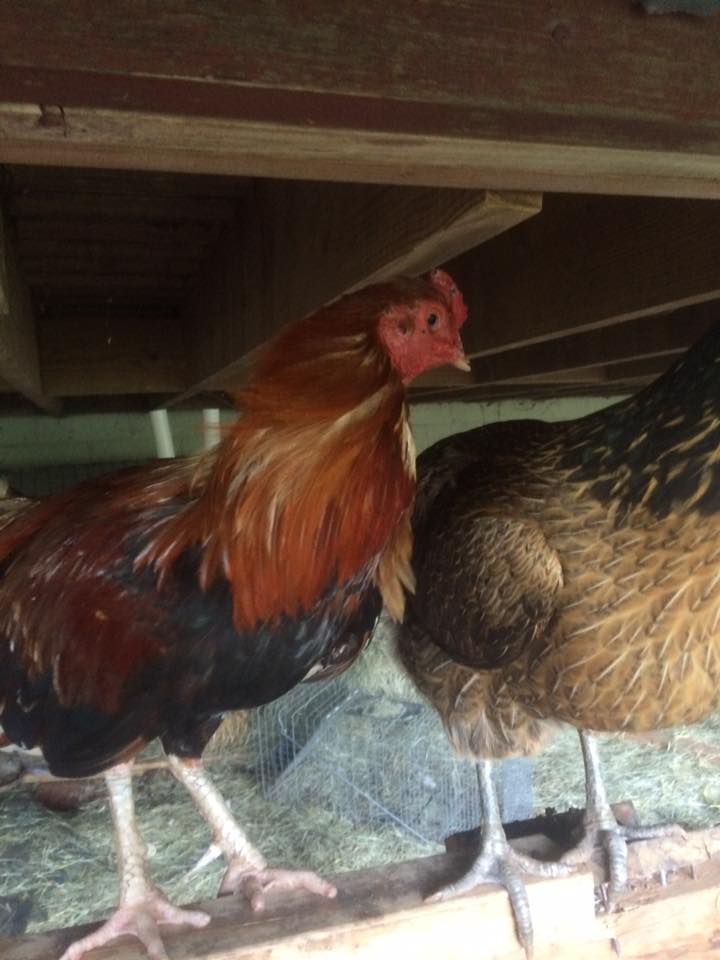 Fowl Pox – Renaissance Farmstead