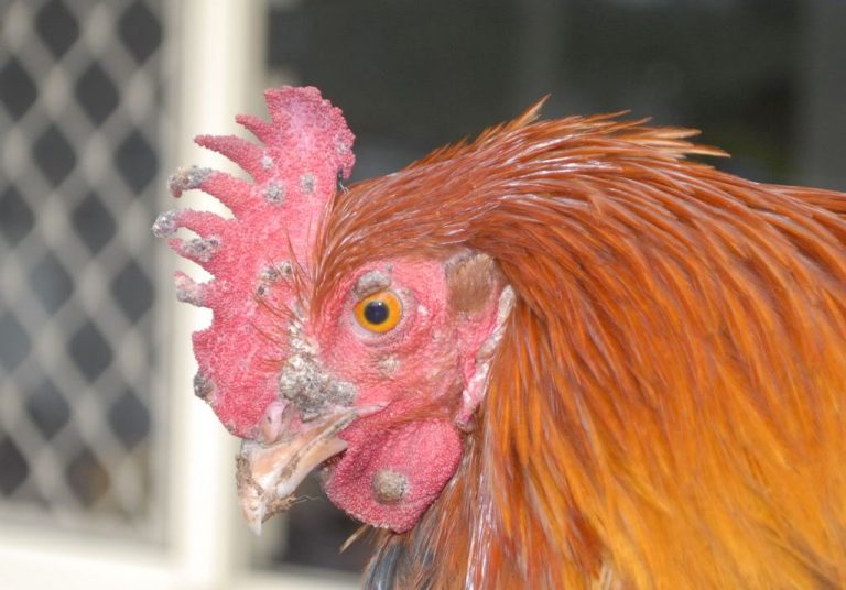 Fowl Pox – Renaissance Farmstead