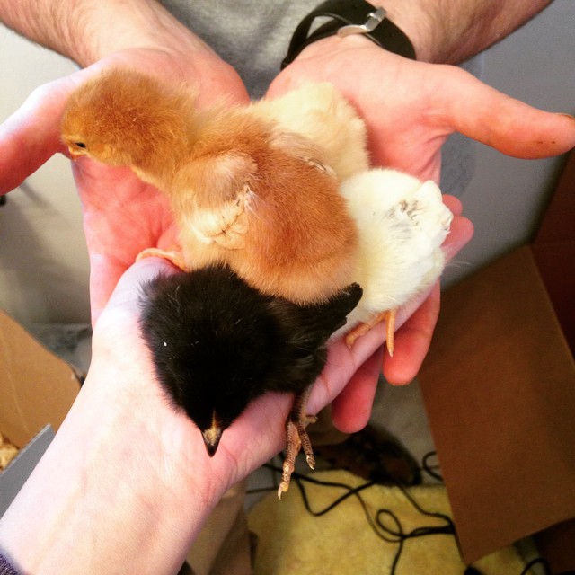 Raising Chicks Renaissance Farmstead