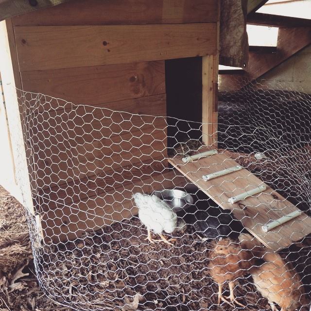 Raising Chicks Renaissance Farmstead