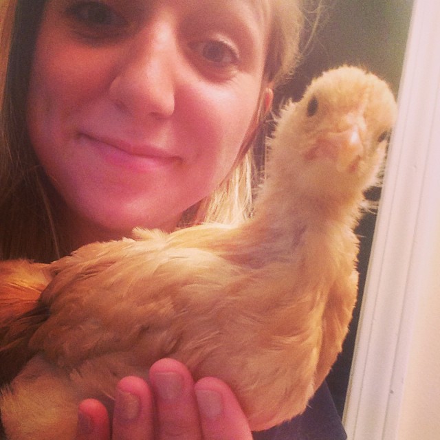 Raising Chicks Renaissance Farmstead