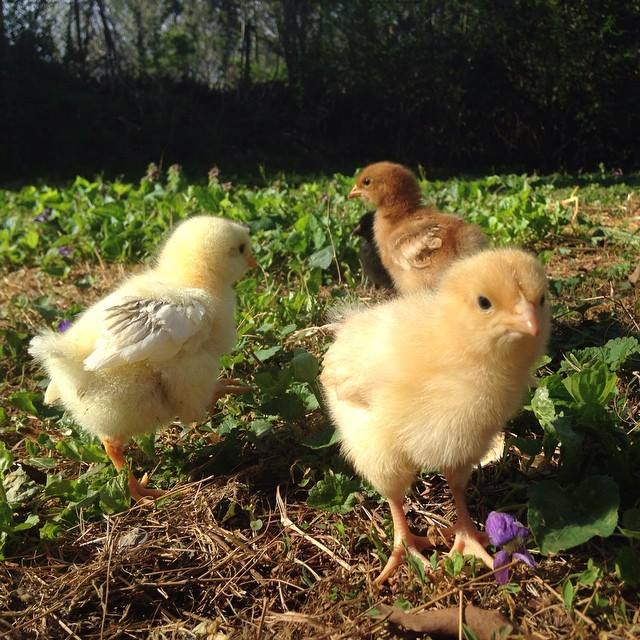Raising Chicks Renaissance Farmstead