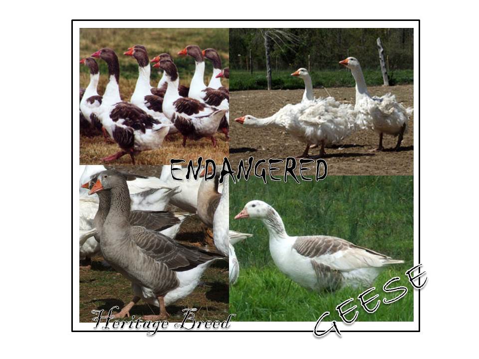 Heritage Livestock: Geese – Renaissance Farmstead
