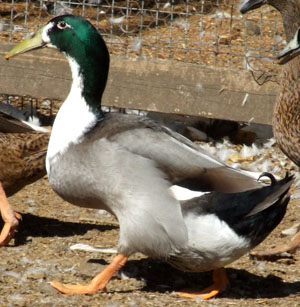 Heritage Livestock: Ducks – Renaissance Farmstead