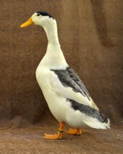 Heritage Livestock: Ducks – Renaissance Farmstead