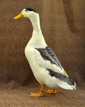 Heritage Livestock: Ducks – Renaissance Farmstead