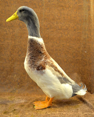 Heritage Livestock: Ducks – Renaissance Farmstead