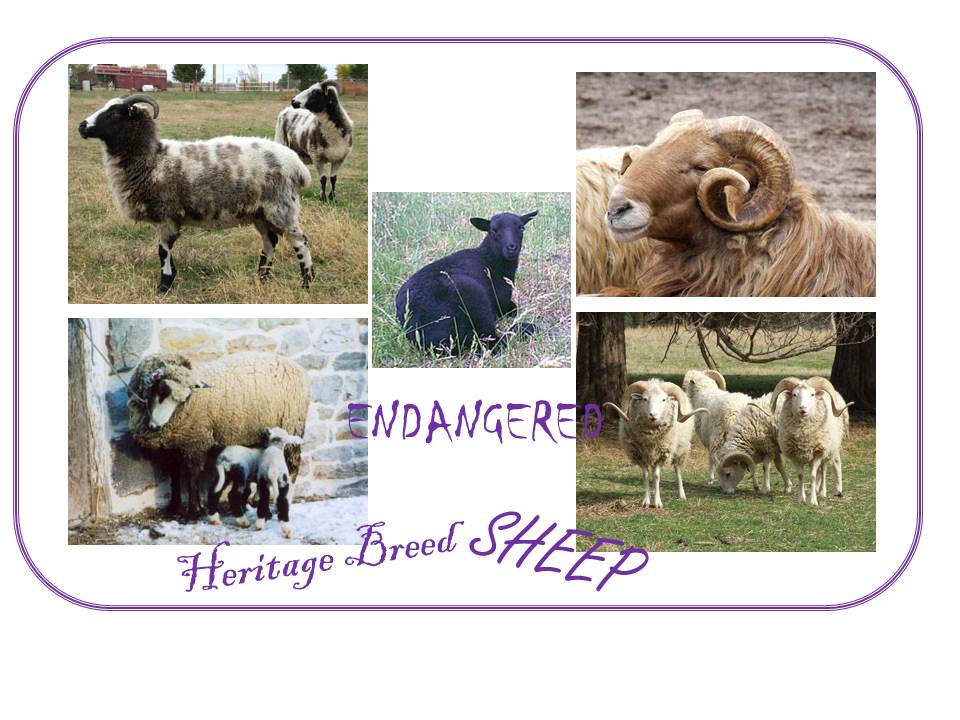 Heritage Livestock: Sheep – Renaissance Farmstead