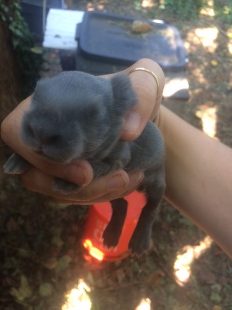 Weaning Rabbits – Renaissance Farmstead