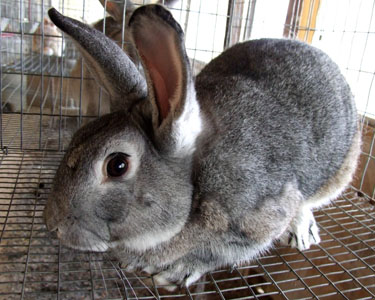 Heritage Livestock: Rabbits – Renaissance Farmstead