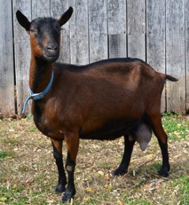 Heritage Livestock: Goats – Renaissance Farmstead