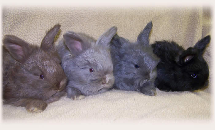 Silver Fox Rabbits – Renaissance Farmstead