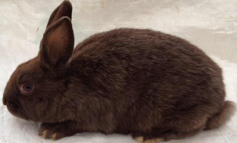 Silver Fox Rabbits – Renaissance Farmstead